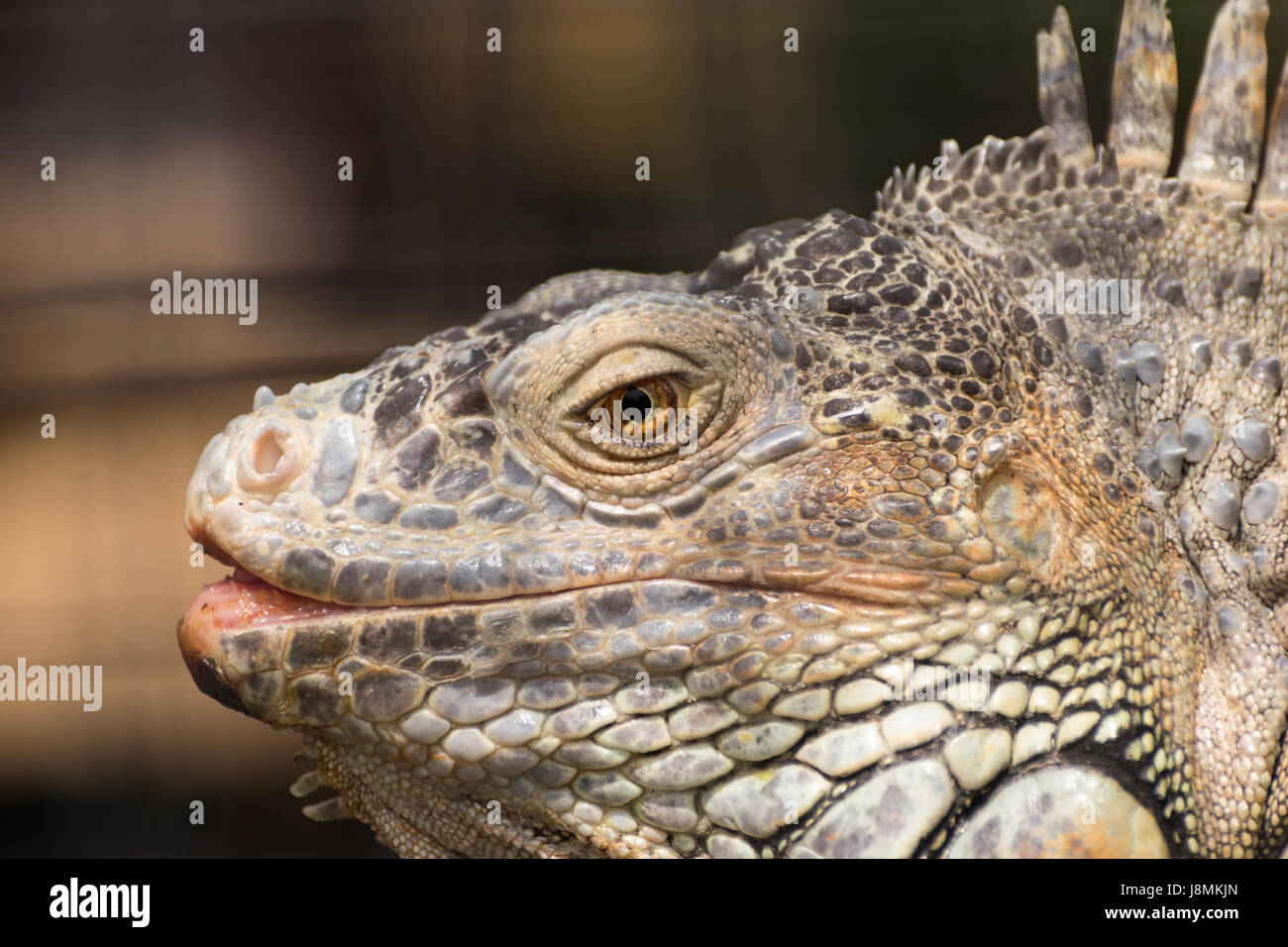 Côté gros plan de la tête de profil d'un iguane vert, montrant les ...