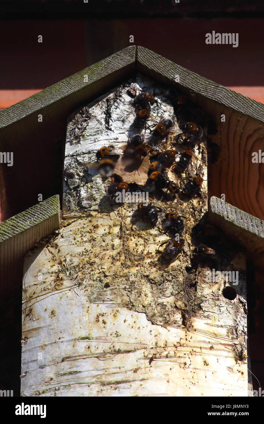 Nid de bourdons Banque de photographies et d’images à haute résolution ...