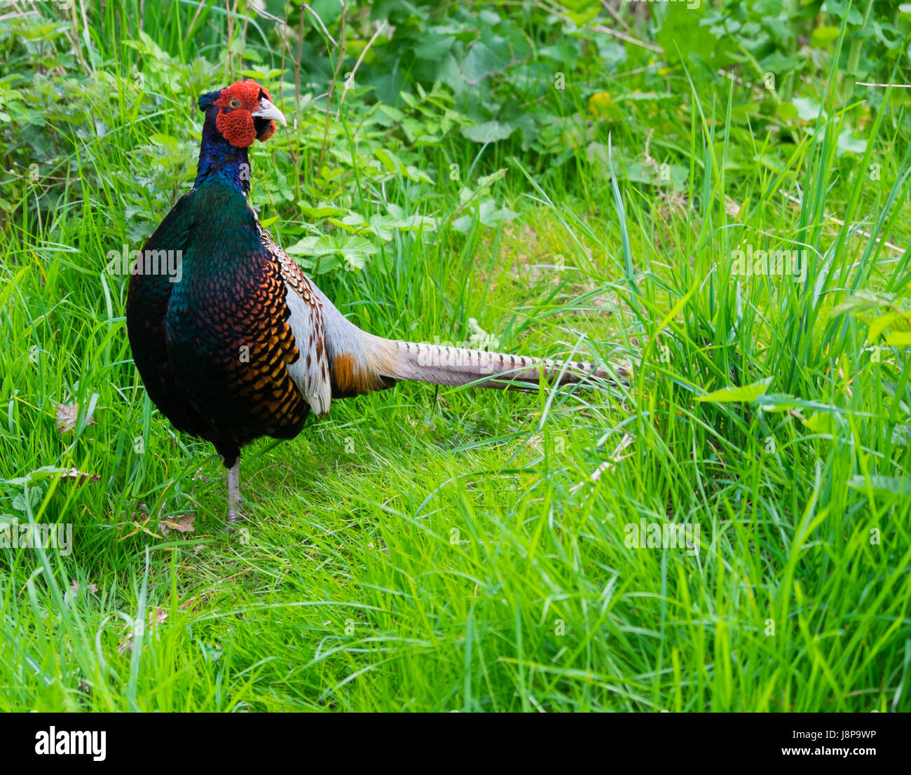 Oiseau de faisan coloré Banque de photographies et d’images à haute ...
