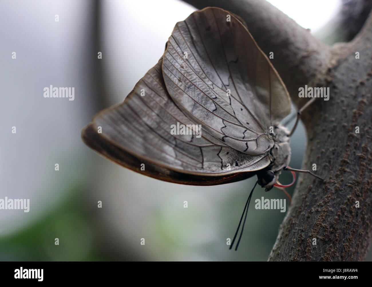 Prepona demophon Banque de photographies et d’images à haute résolution ...