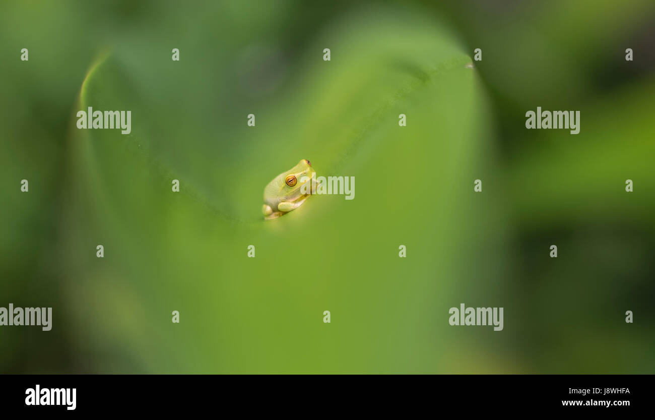 Rainette assis sur une feuille Banque de photographies et d’images à ...