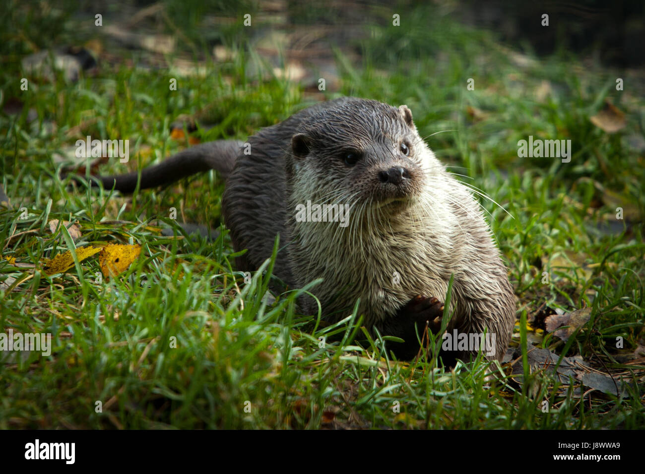Rats de castor Banque de photographies et d’images à haute résolution ...