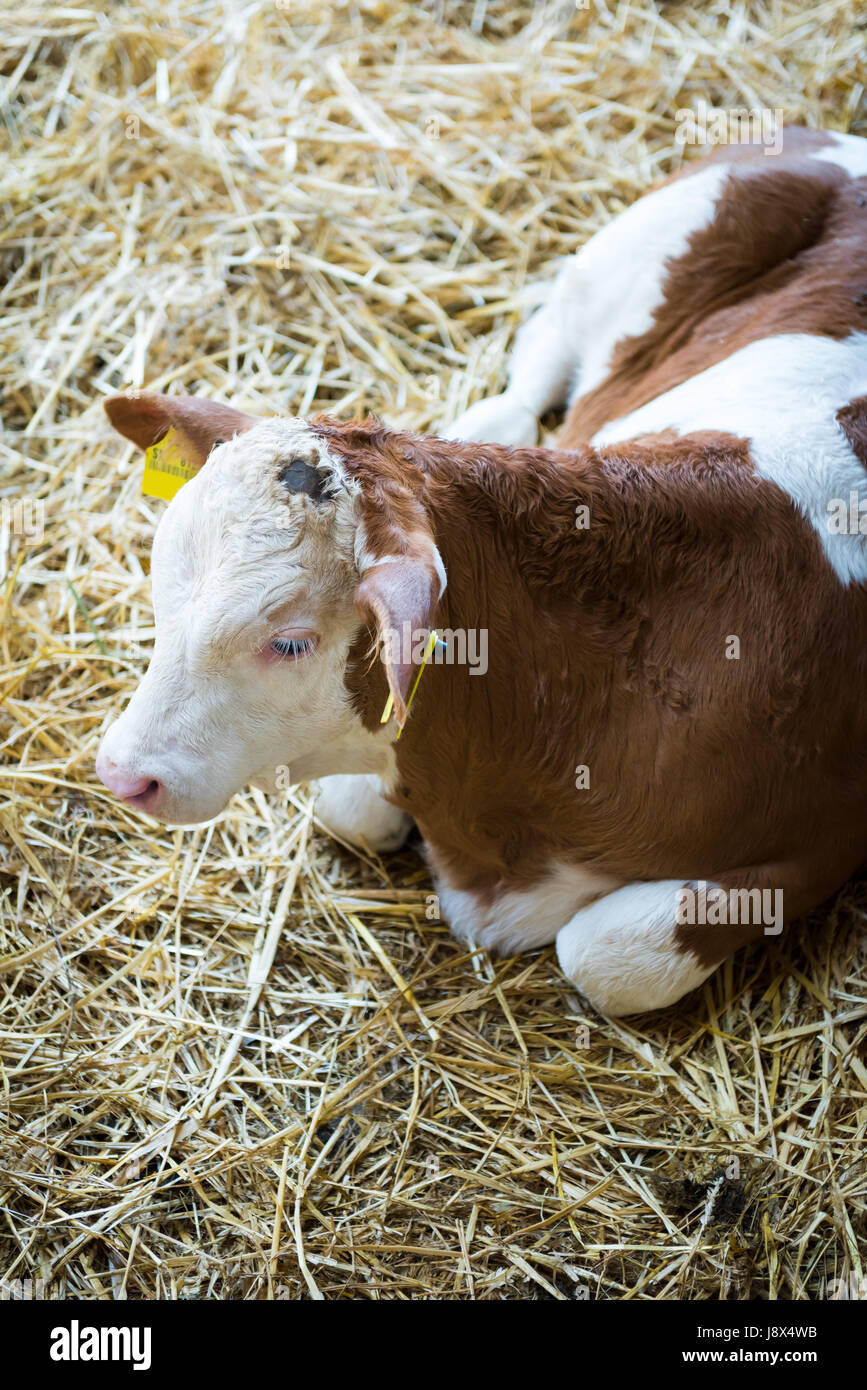 Bébé mignon de veau, vache, industrie de l'agriculture, de l ...