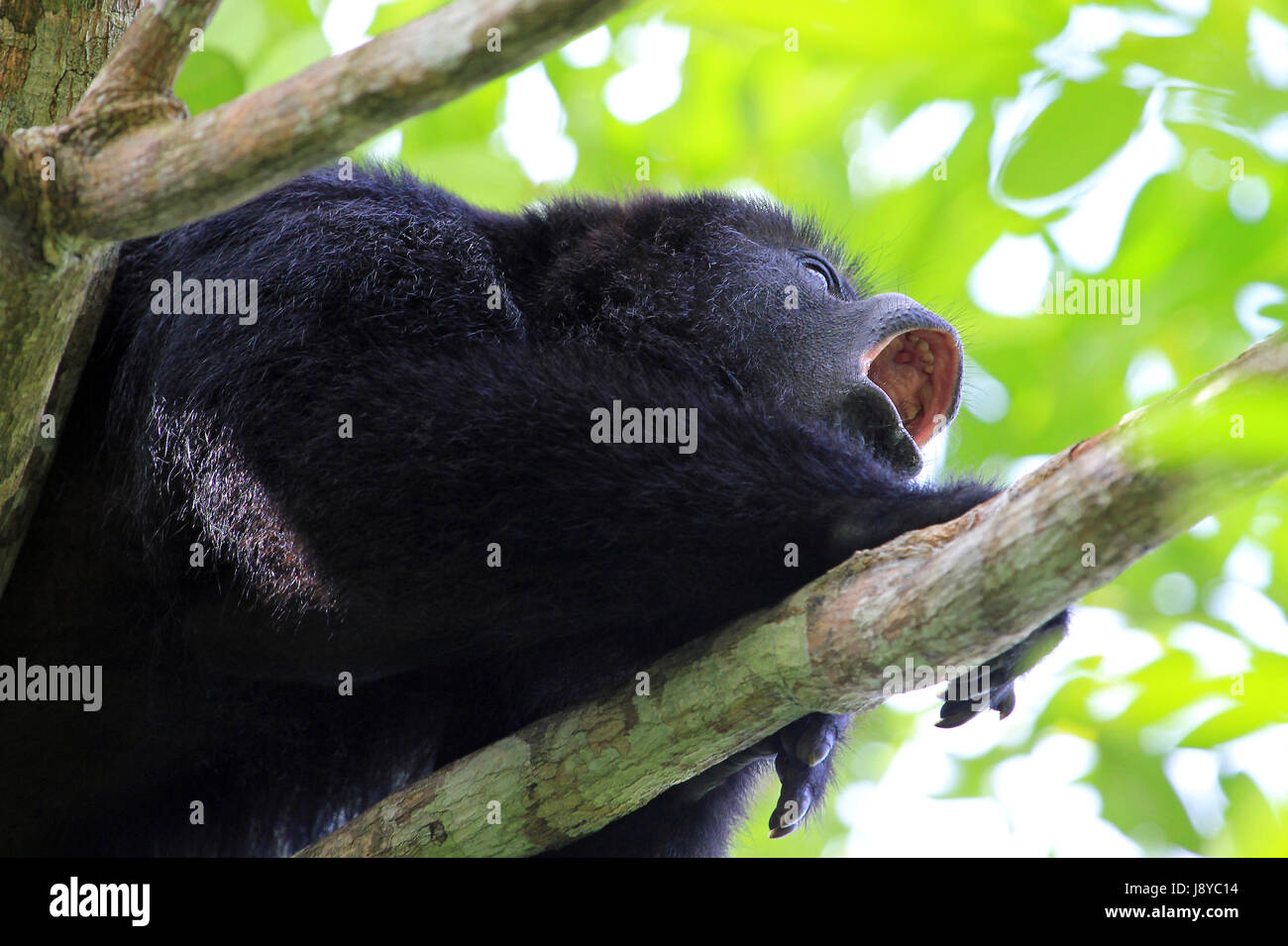 Singe hurleur noir, Alouatta pigra ou alouatta caraya, assis sur un ...