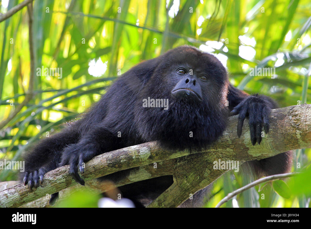 Singe hurleur noir, Alouatta pigra ou alouatta caraya, assis sur un ...