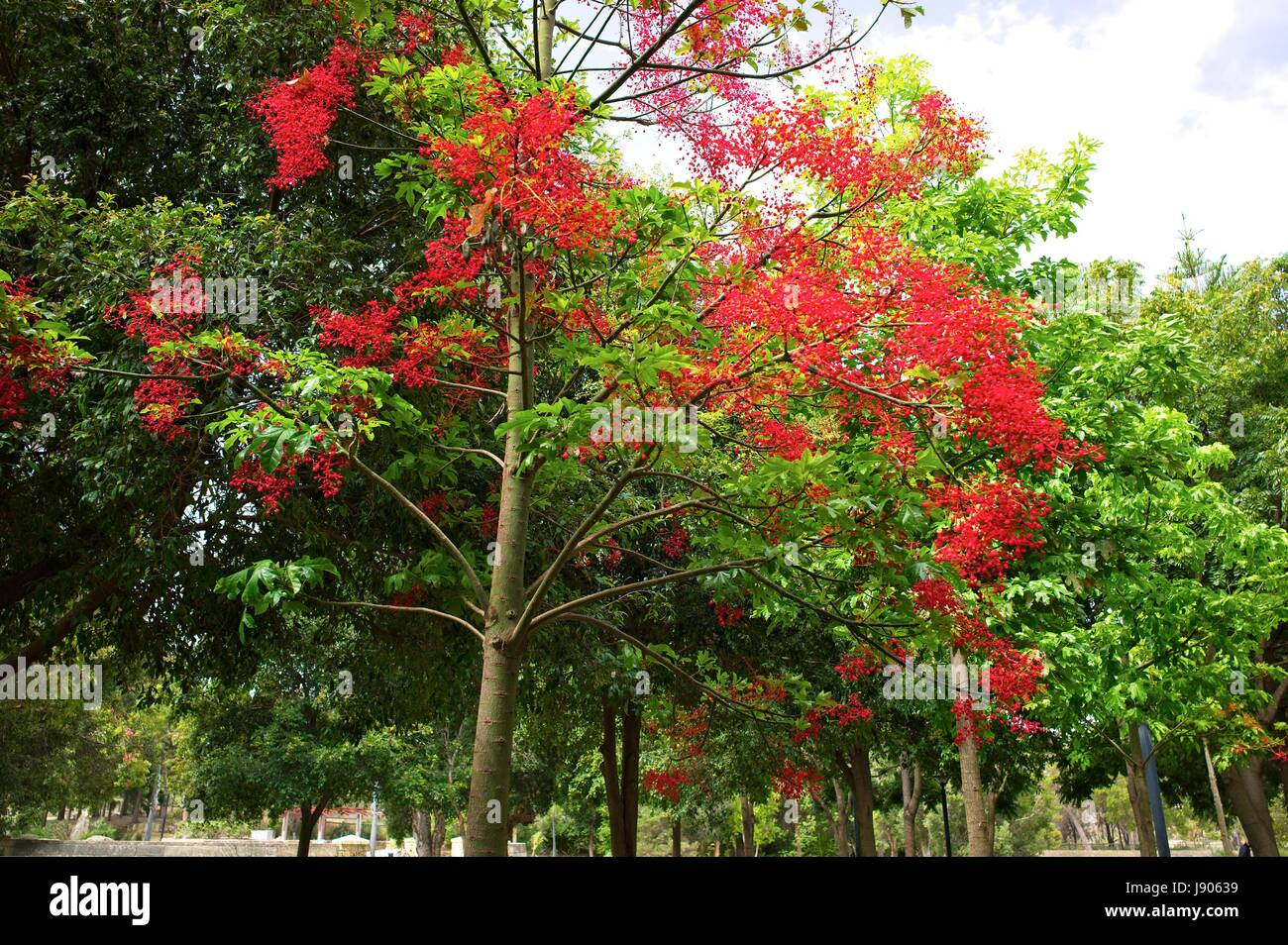 Illawarra flame tree Banque de photographies et d’images à haute ...
