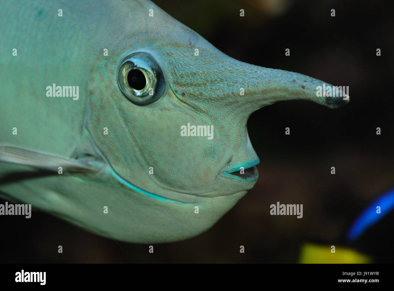 Naso annulatus Banque de photographies et d’images à haute résolution ...