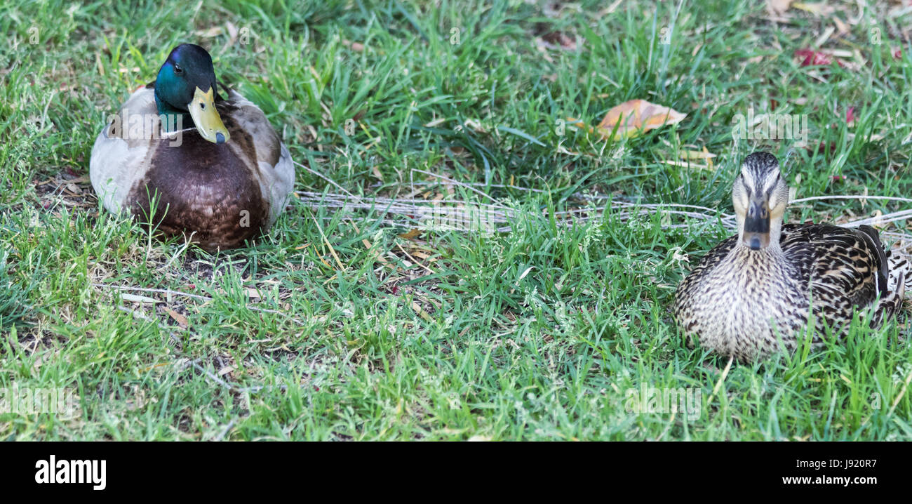 Mullard duck Banque de photographies et d’images à haute résolution - Alamy