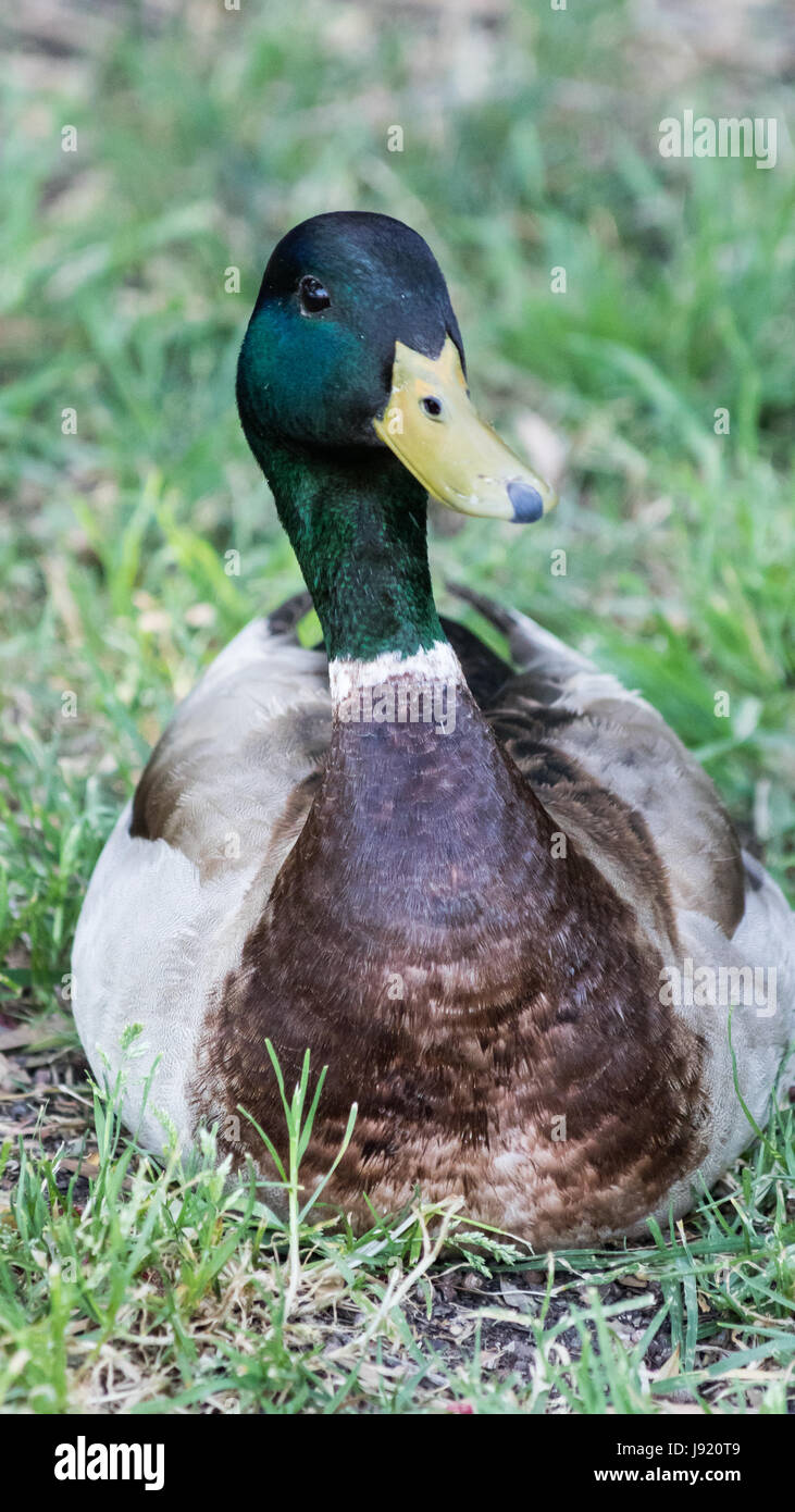 Mullard duck Banque de photographies et d’images à haute résolution - Alamy