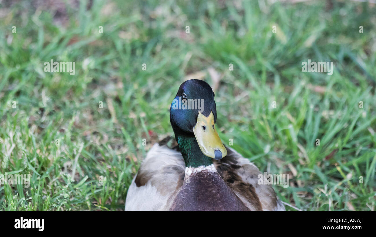 Mullard duck Banque de photographies et d’images à haute résolution - Alamy