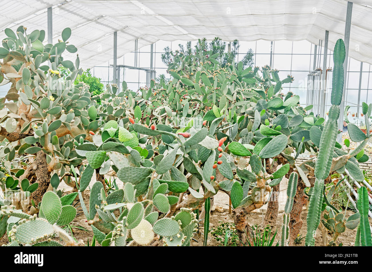 Green opuntia ficus-indica, cactus. Les Indiens savent comme fig ...