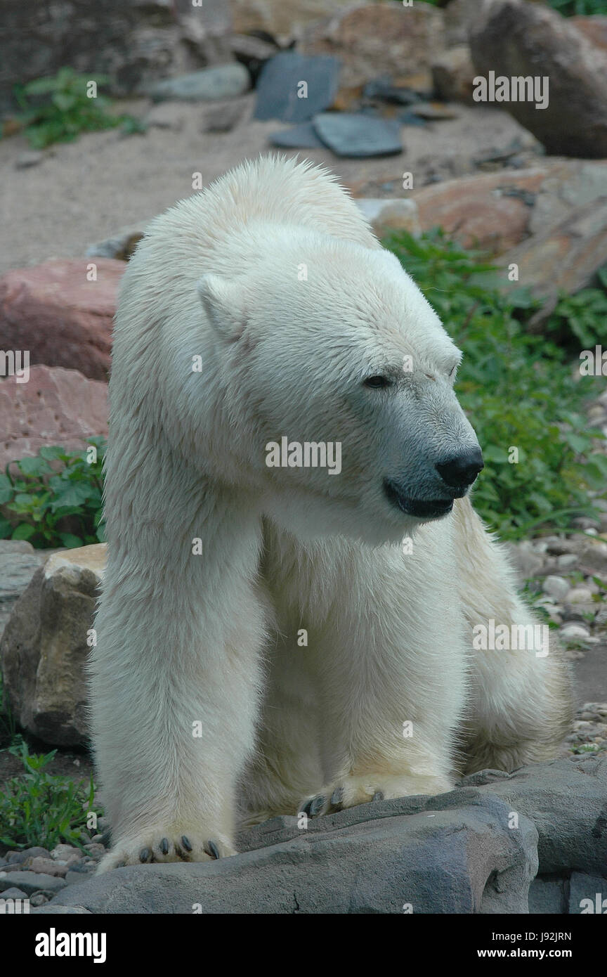Grande ourse Banque de photographies et d’images à haute résolution - Alamy