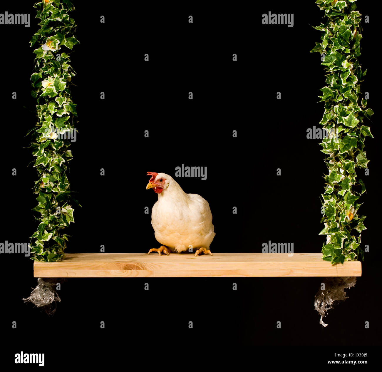 Bird, de l'agriculture, de l'agriculture, élevage, ferme, volaille ...