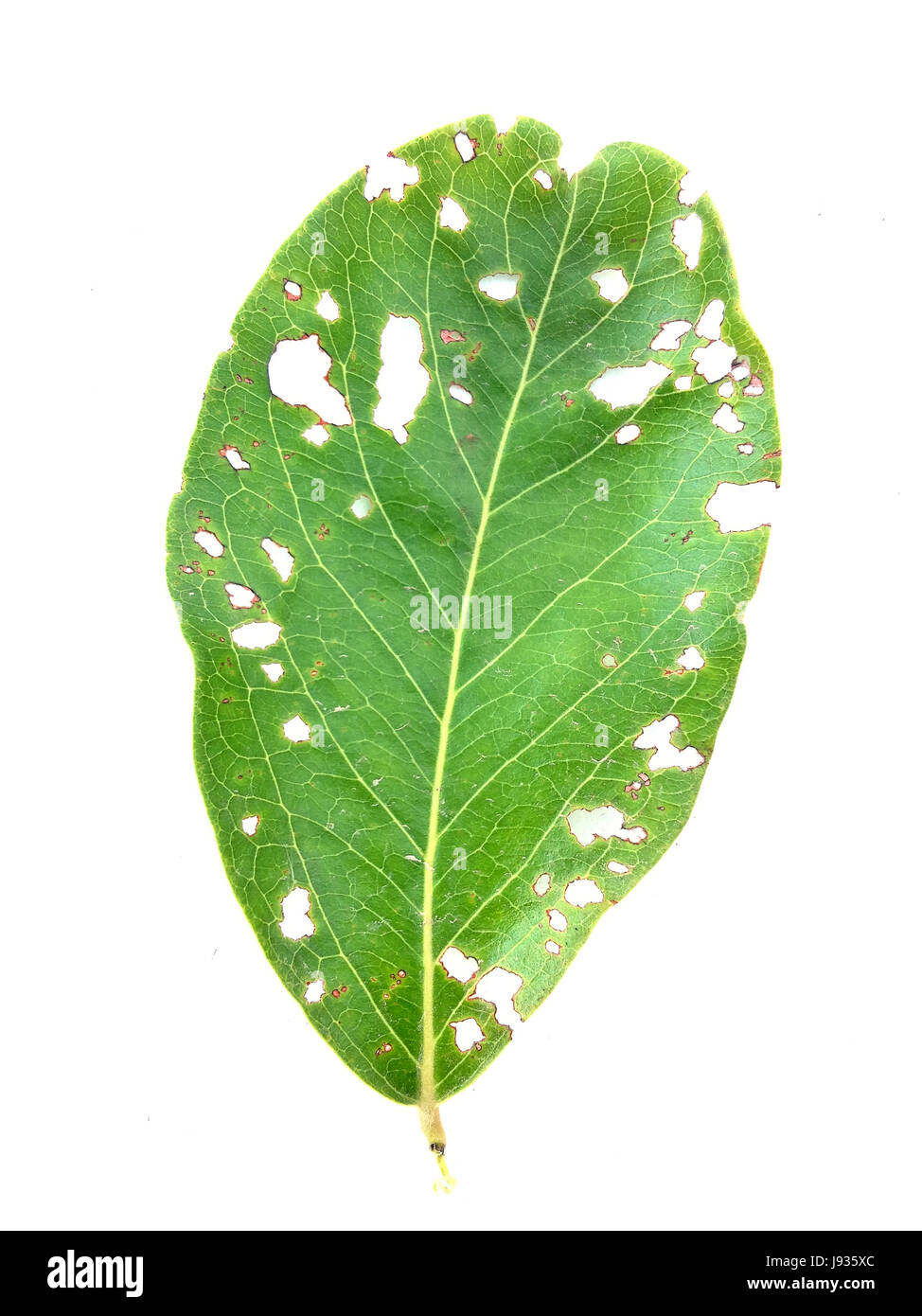 Vert feuille déchirée isolé sur fond blanc, de vers parasites mangent ...