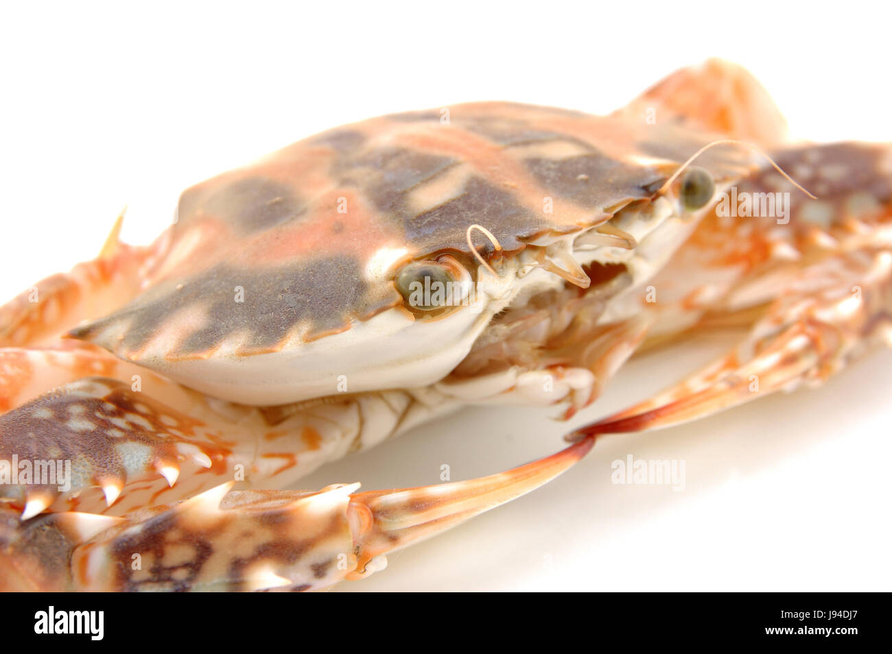 Jambes, isolé, poissons, coquillages, griffes, homard, crabe, griffe ...