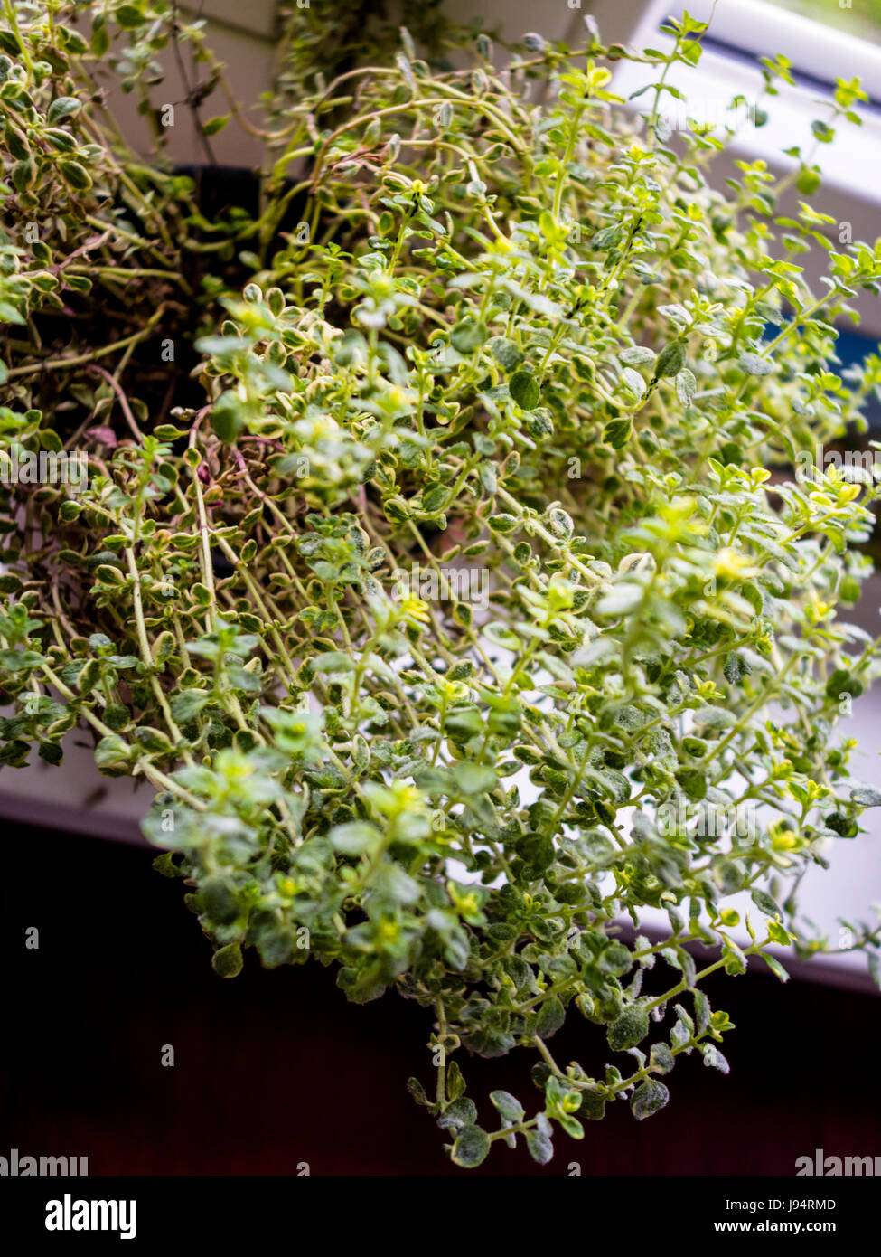 Épice De Thym Banque d'image et photos - Alamy