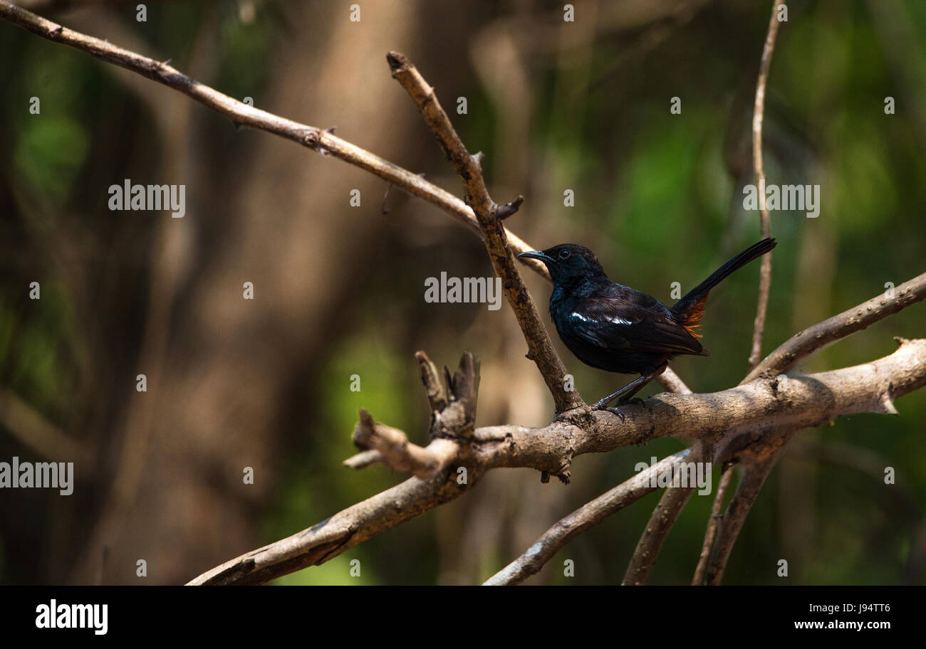 Indian robin Banque de photographies et d’images à haute résolution - Alamy