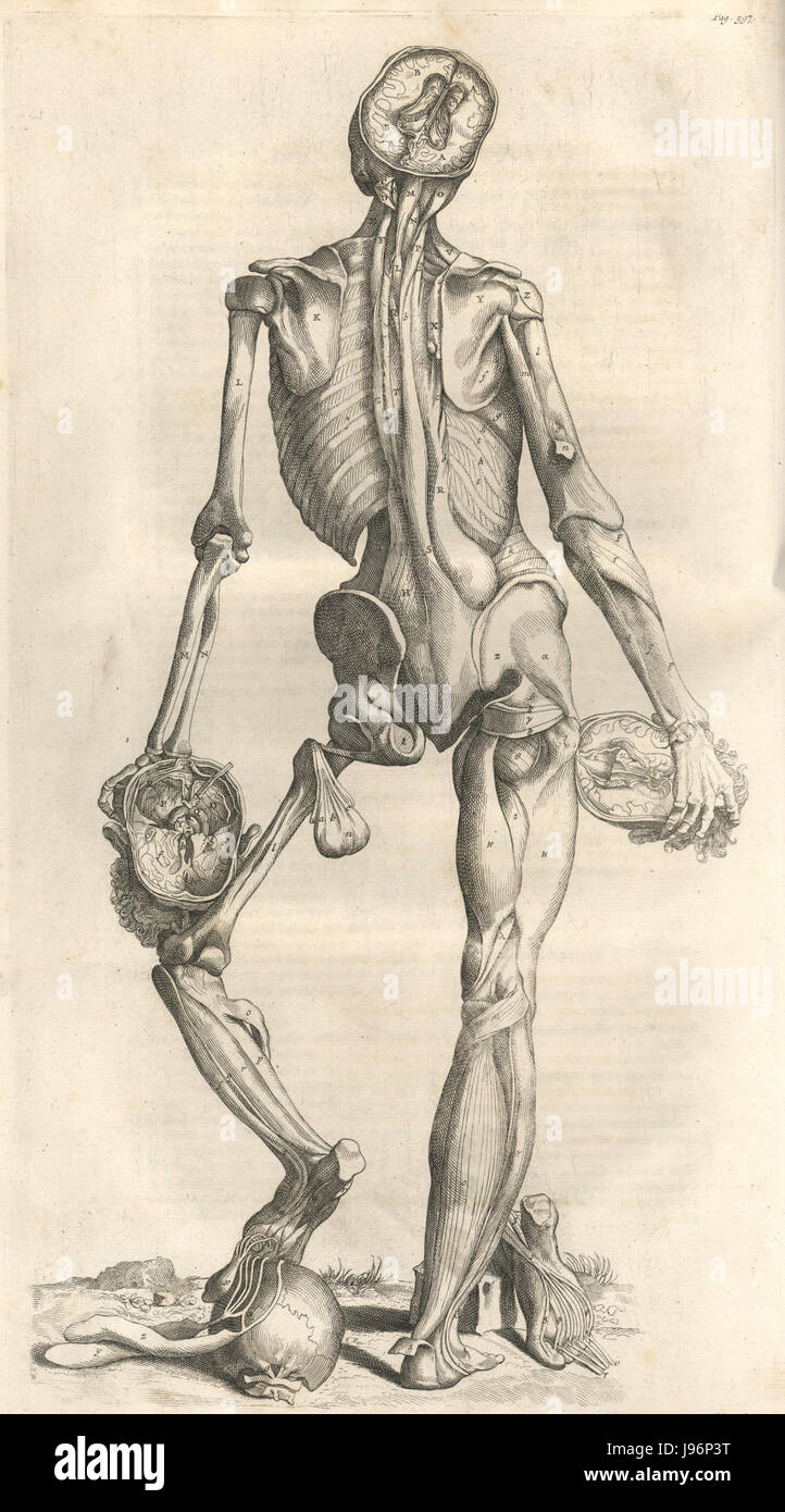 Schema anatomie gravure Banque de photographies et d’images à haute résolution - Alamy