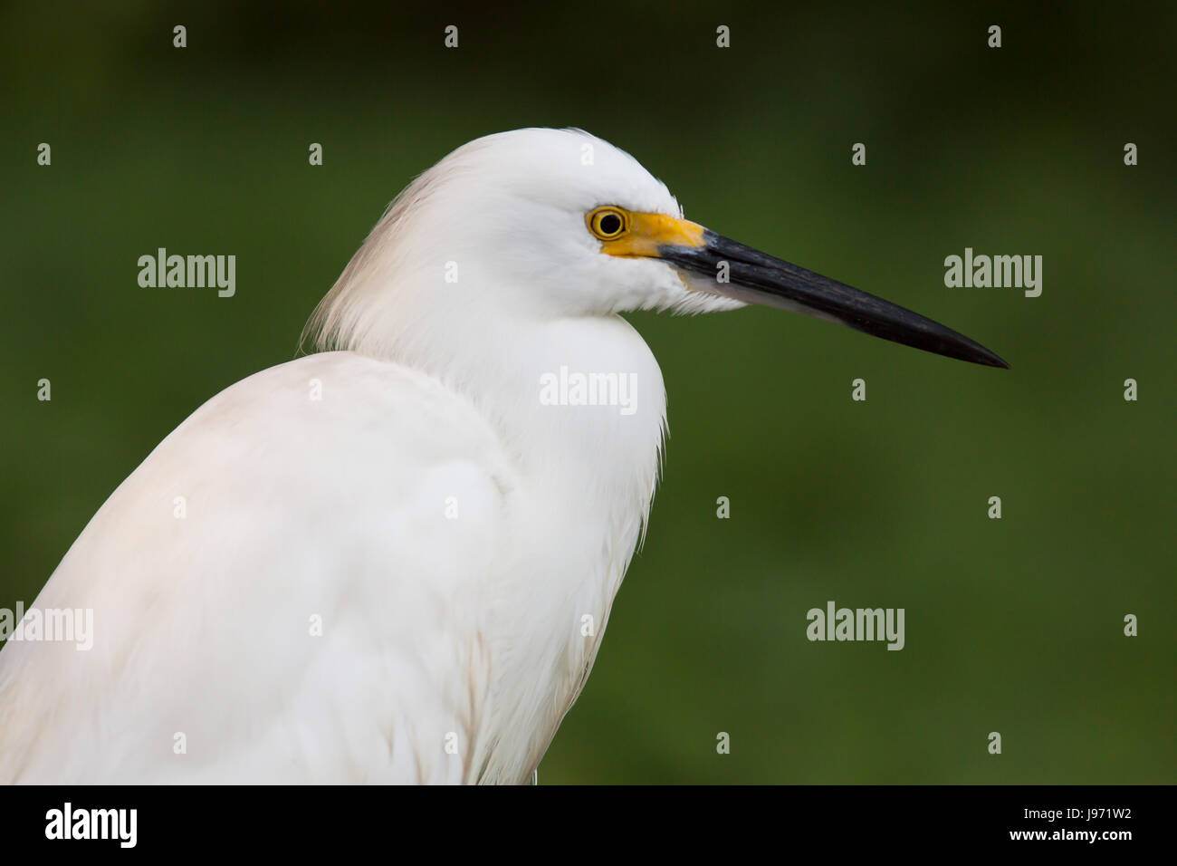 Costa rica aigrette neigeuse Banque de photographies et d’images à ...