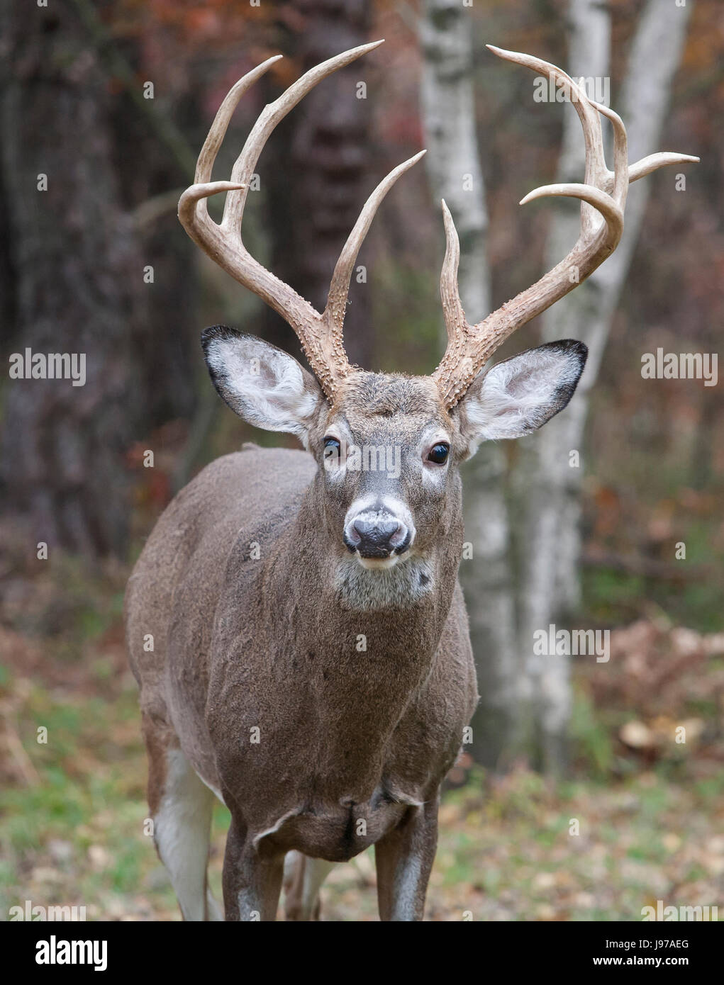 Queue blanche de cerf Banque de photographies et d’images à haute ...