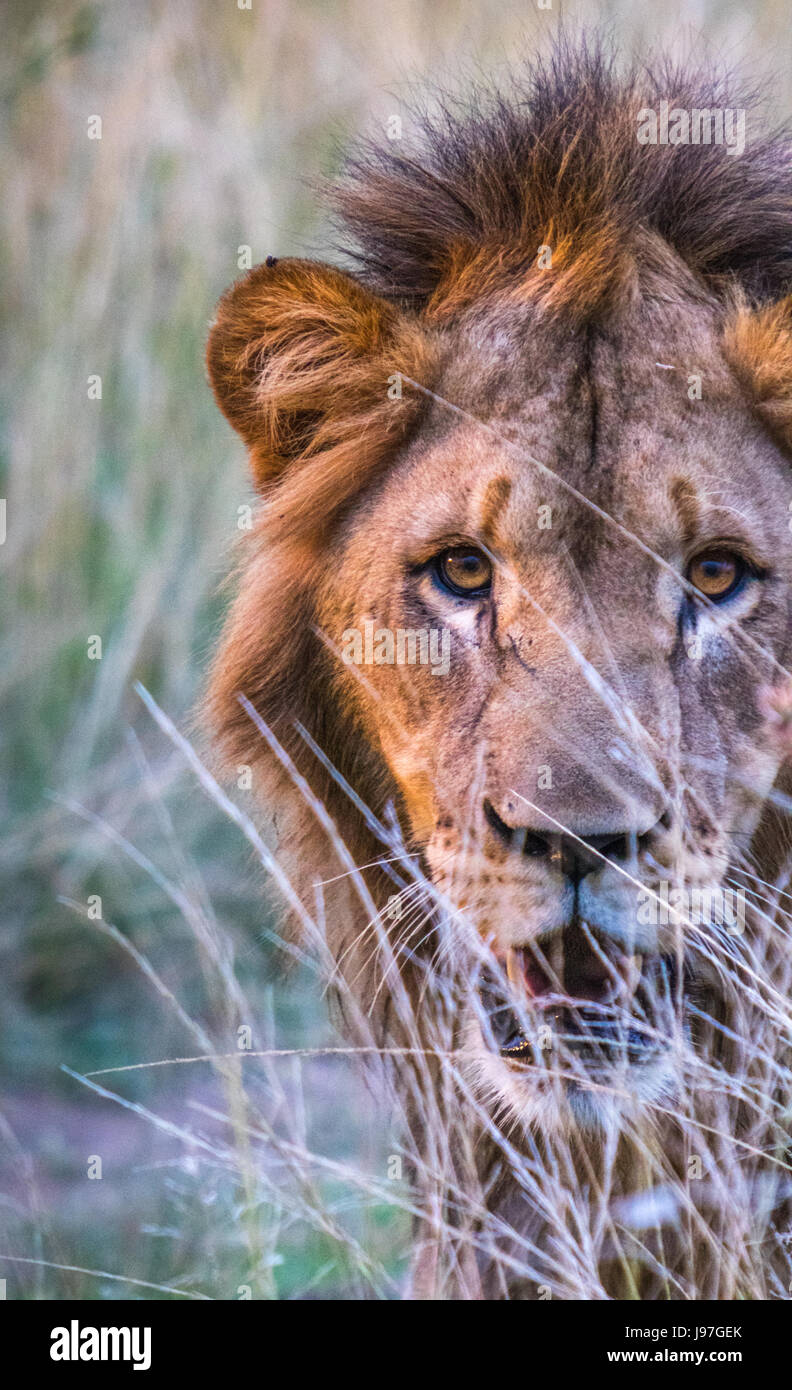 Lion regardant attentivement Banque de photographies et d’images à ...