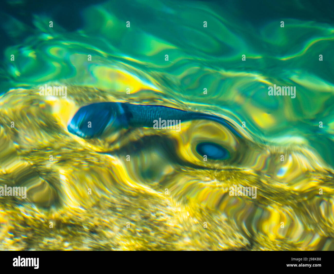 Poisson d'or bleu Banque de photographies et d’images à haute ...