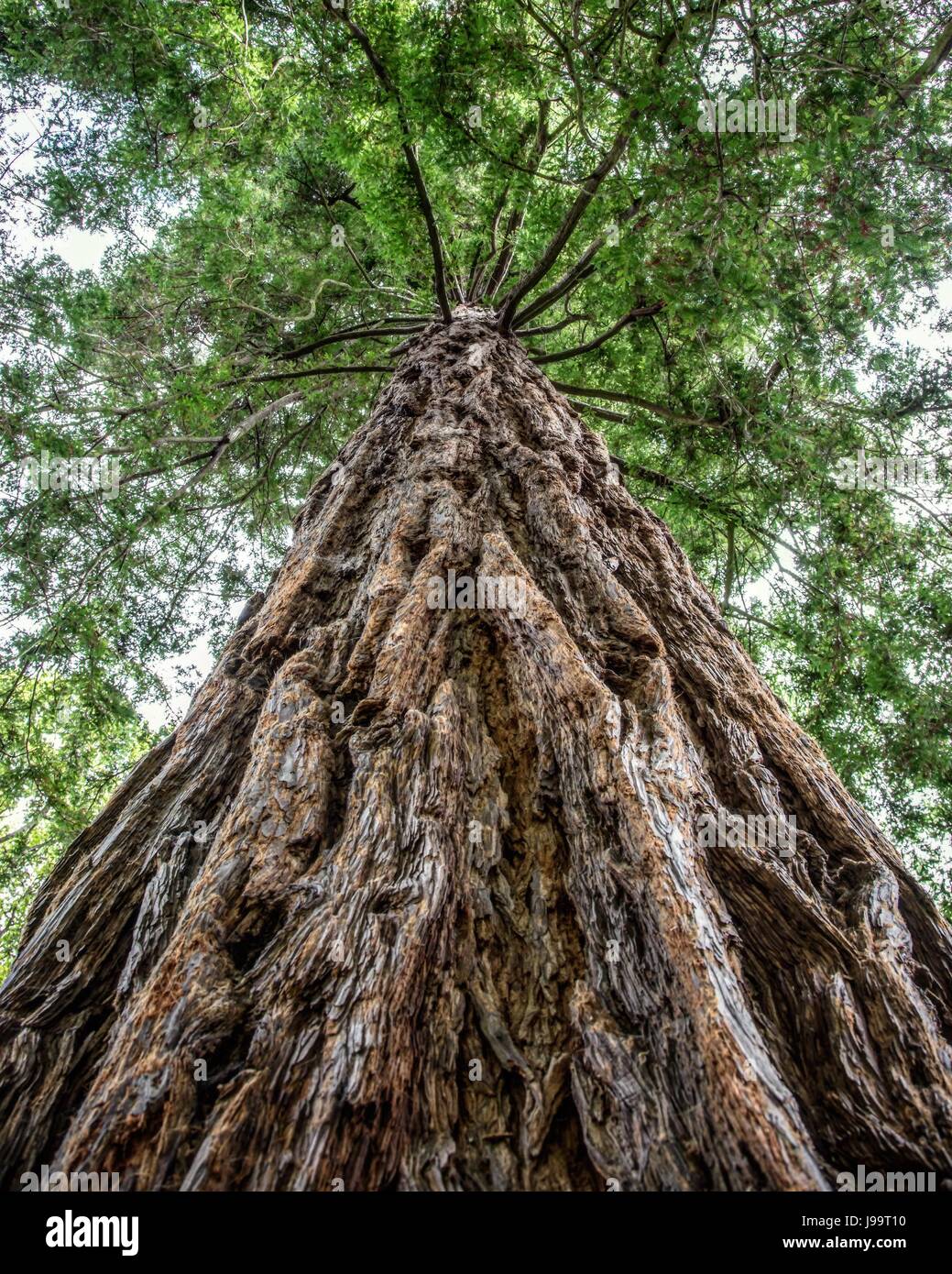 Redwood fire Banque de photographies et d’images à haute résolution - Alamy