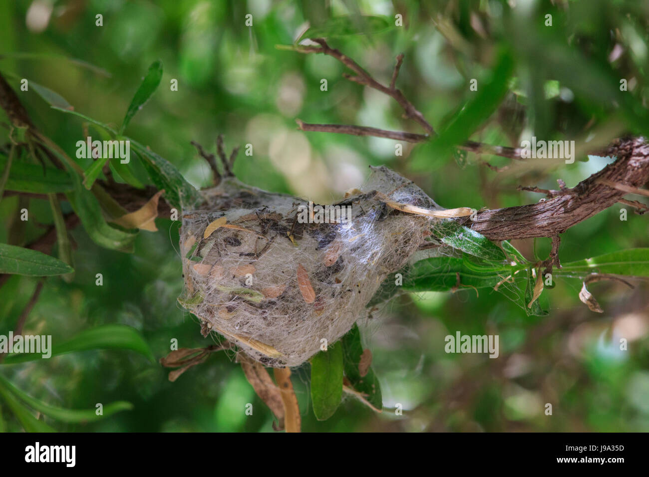 Nid de colibris Banque de photographies et d’images à haute résolution ...