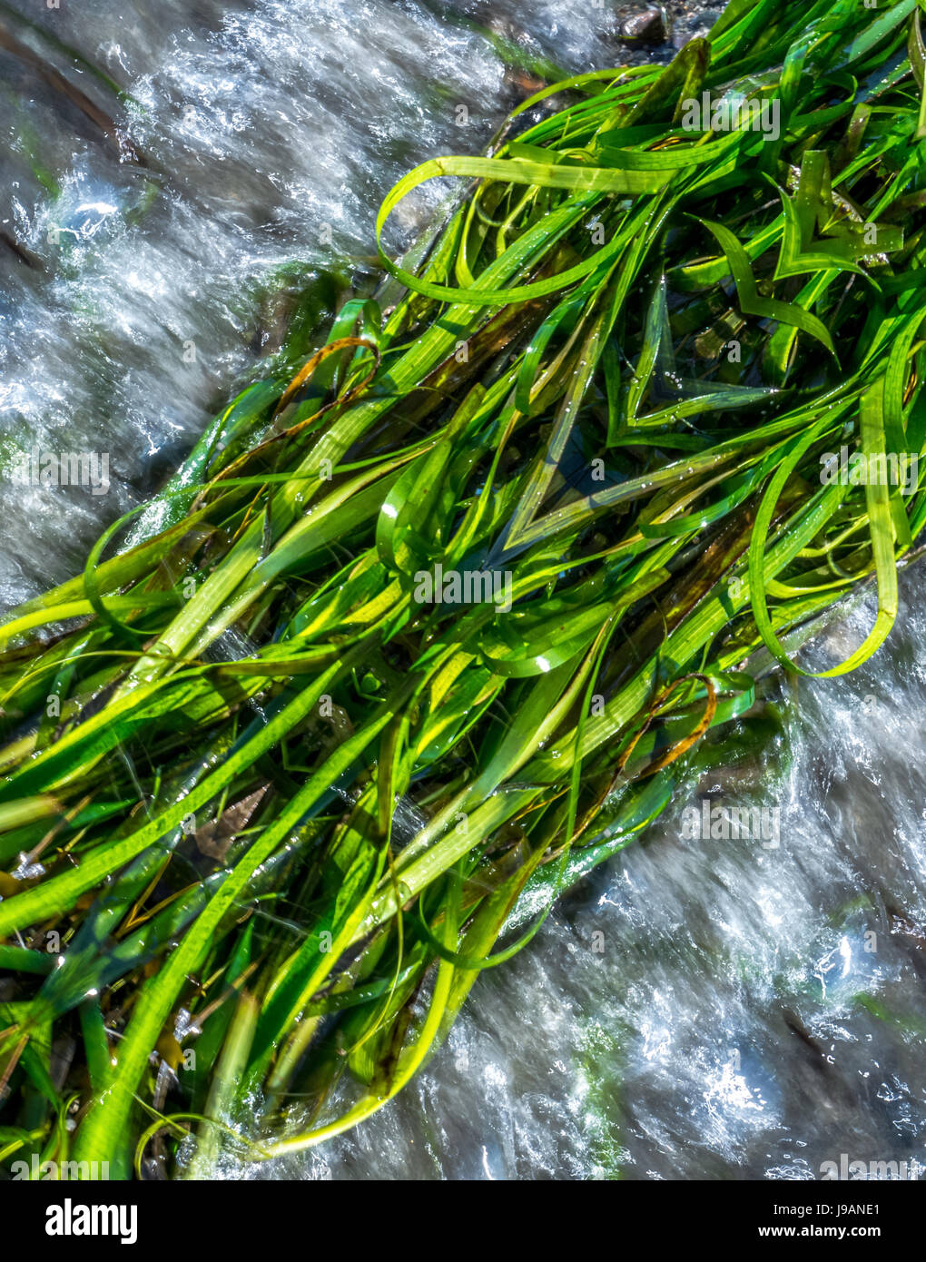 Varech sur la plage Banque de photographies et d’images à haute ...