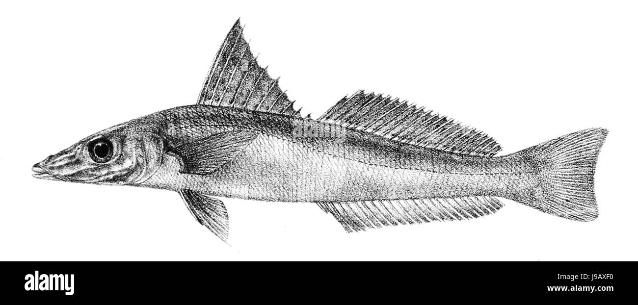 Sillago sihama Banque de photographies et d’images à haute résolution ...