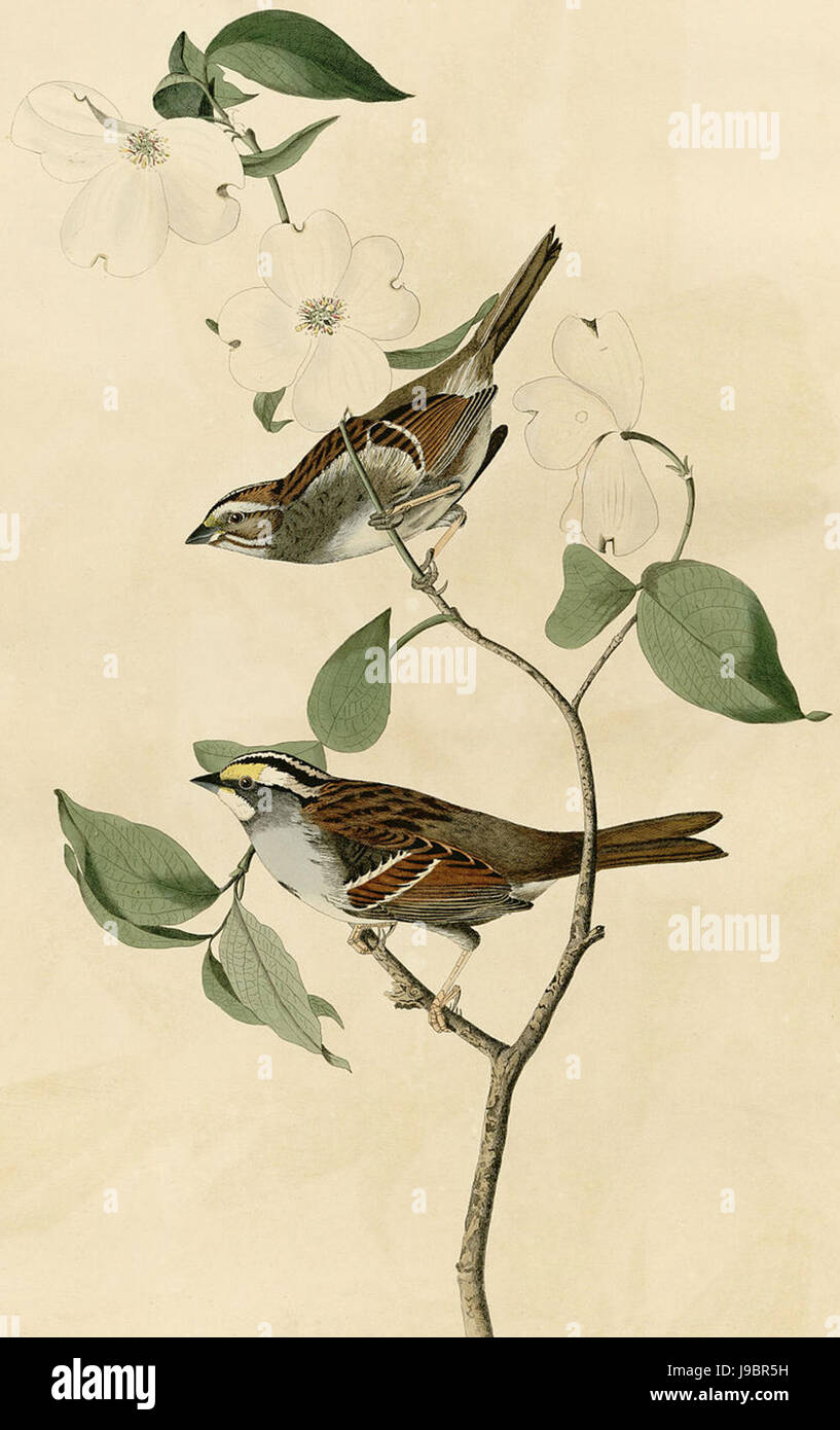 Le moineau à gorge blanche est un oiseau commun nord-américain connu ...