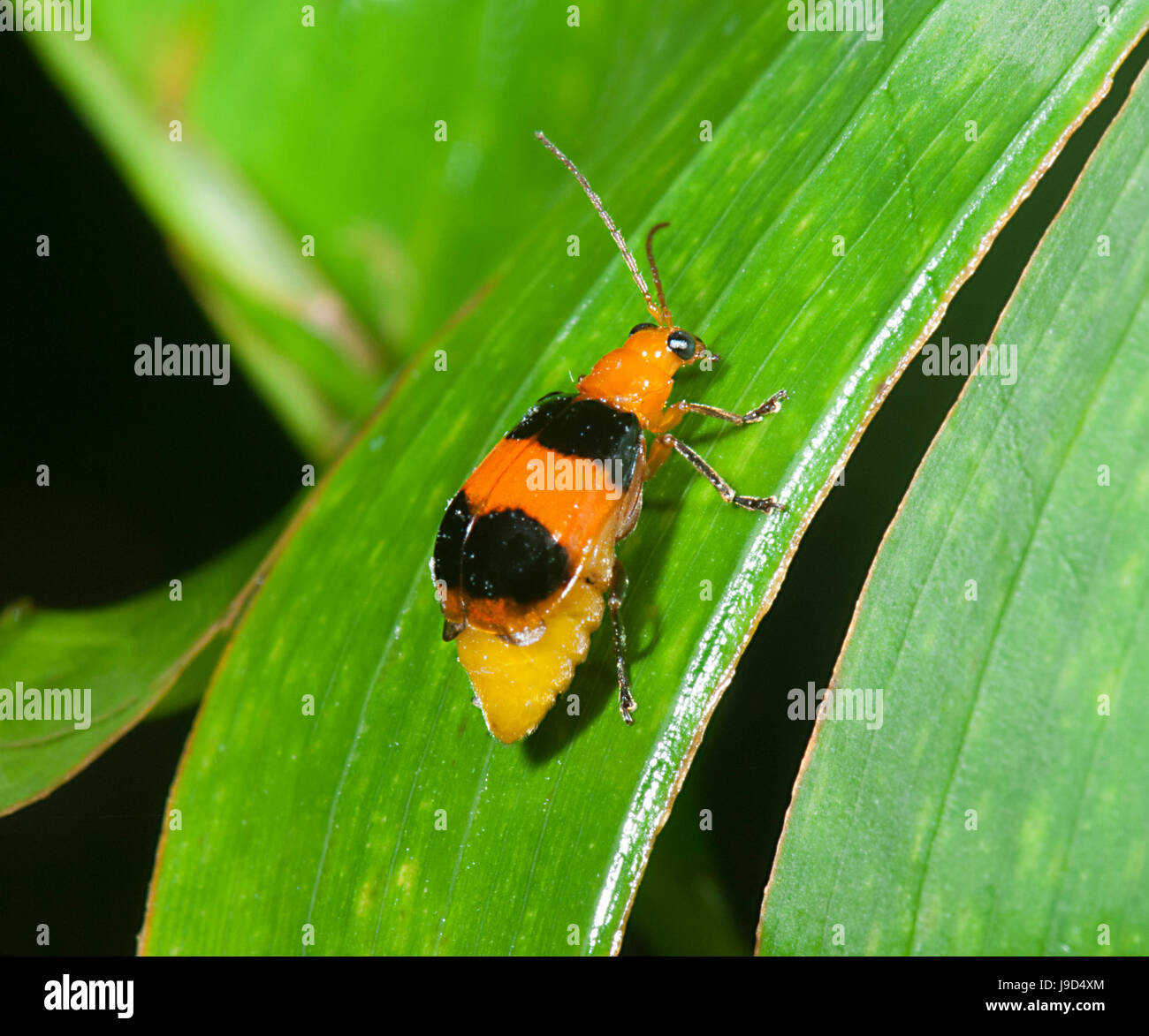 Australia macro insect pest Banque de photographies et d’images à haute ...