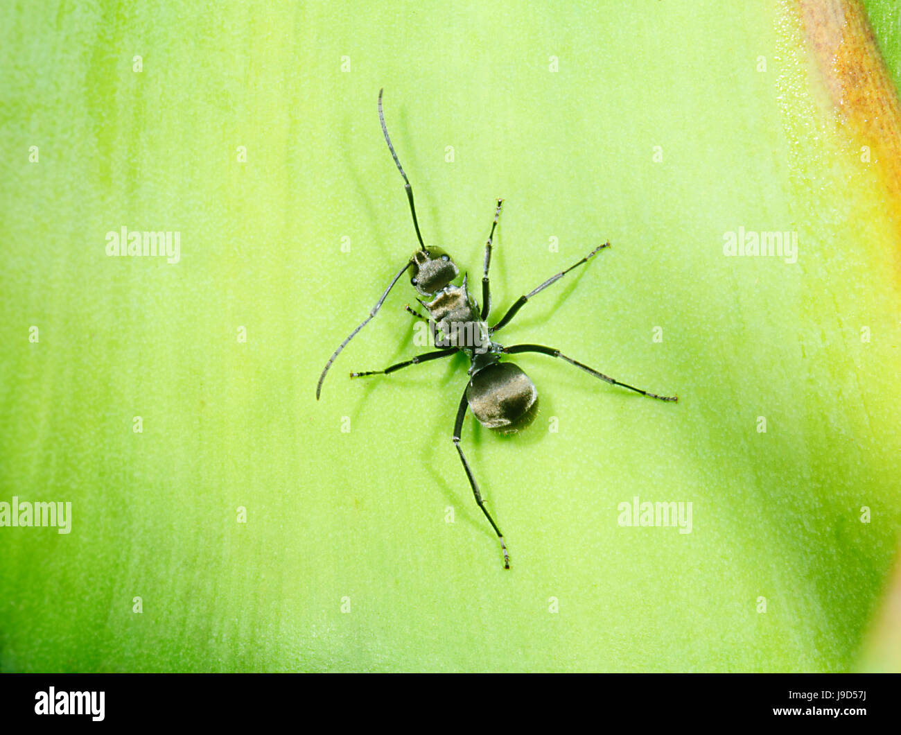 Polyrhachis sp Banque de photographies et d’images à haute résolution ...
