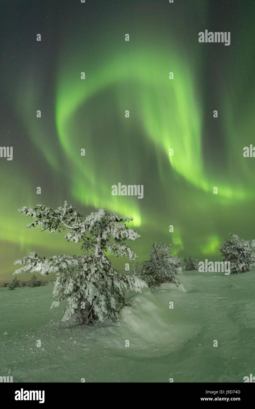 Northern Lights (aurores boréales) sur l'arbre dans la forêt enneigée ...