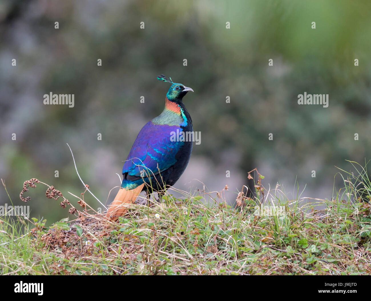Himalayan Monal Banque d'image et photos - Alamy