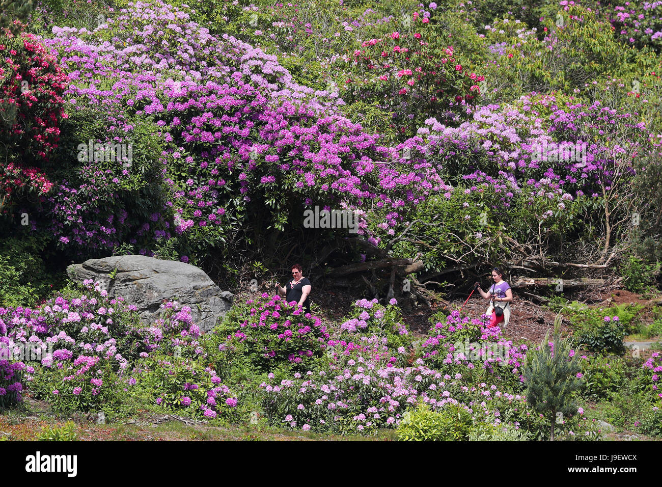 Belles couleurs que les rhododendrons sont en pleine floraison au ...