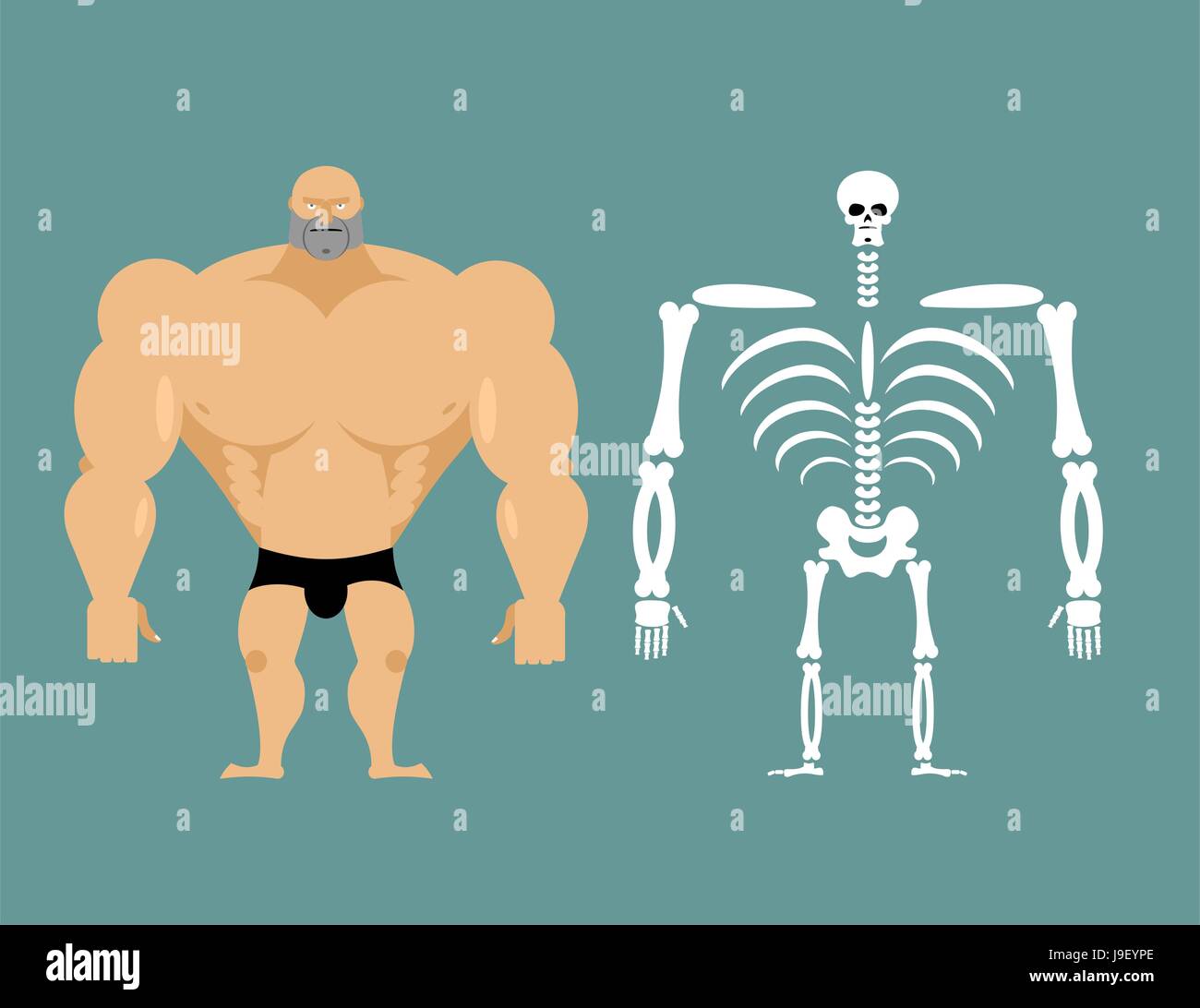 La structure humaine. Skeleton Hommes. construction d'athlète. Les os ...