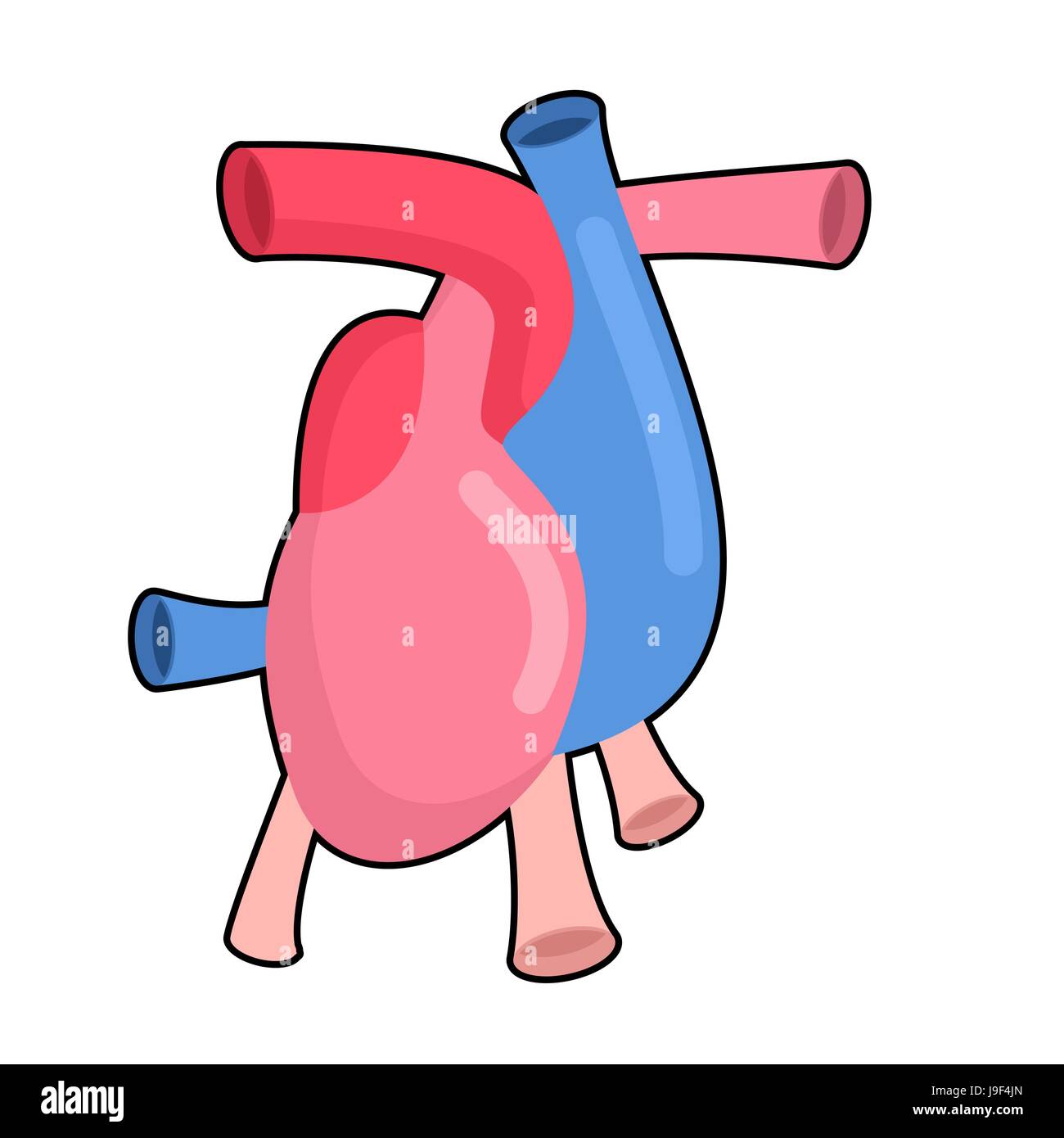 Anatomie du cœur isolé du corps. Oreillettes et ventricules. Les veines ...