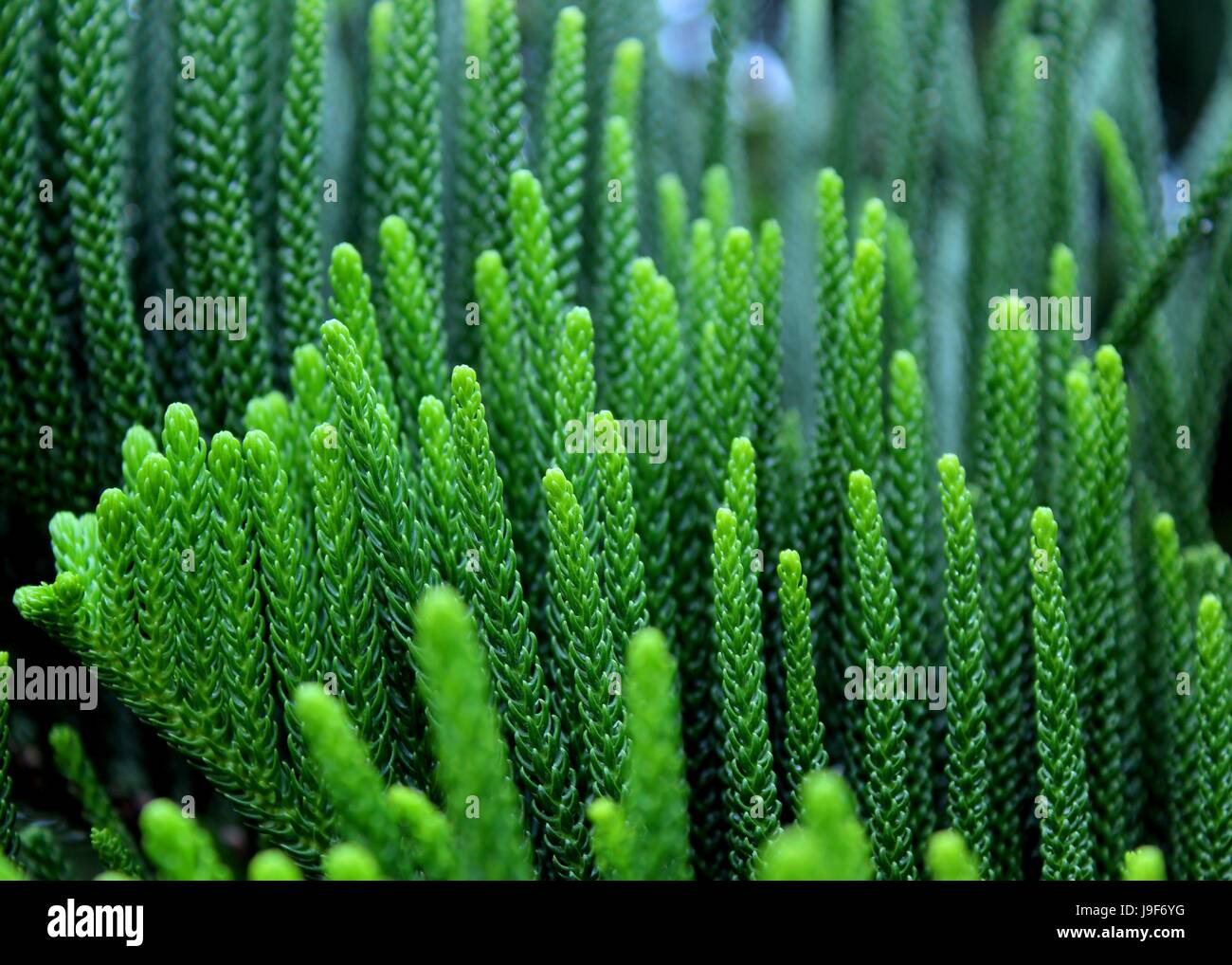 Arbre en sapin Banque de photographies et d’images à haute résolution ...