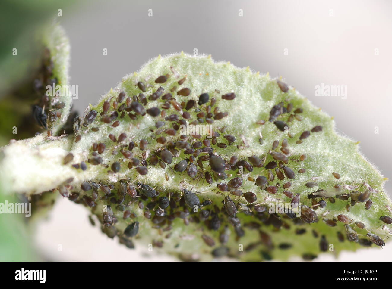 Attaque de ravageurs Banque de photographies et d’images à haute ...