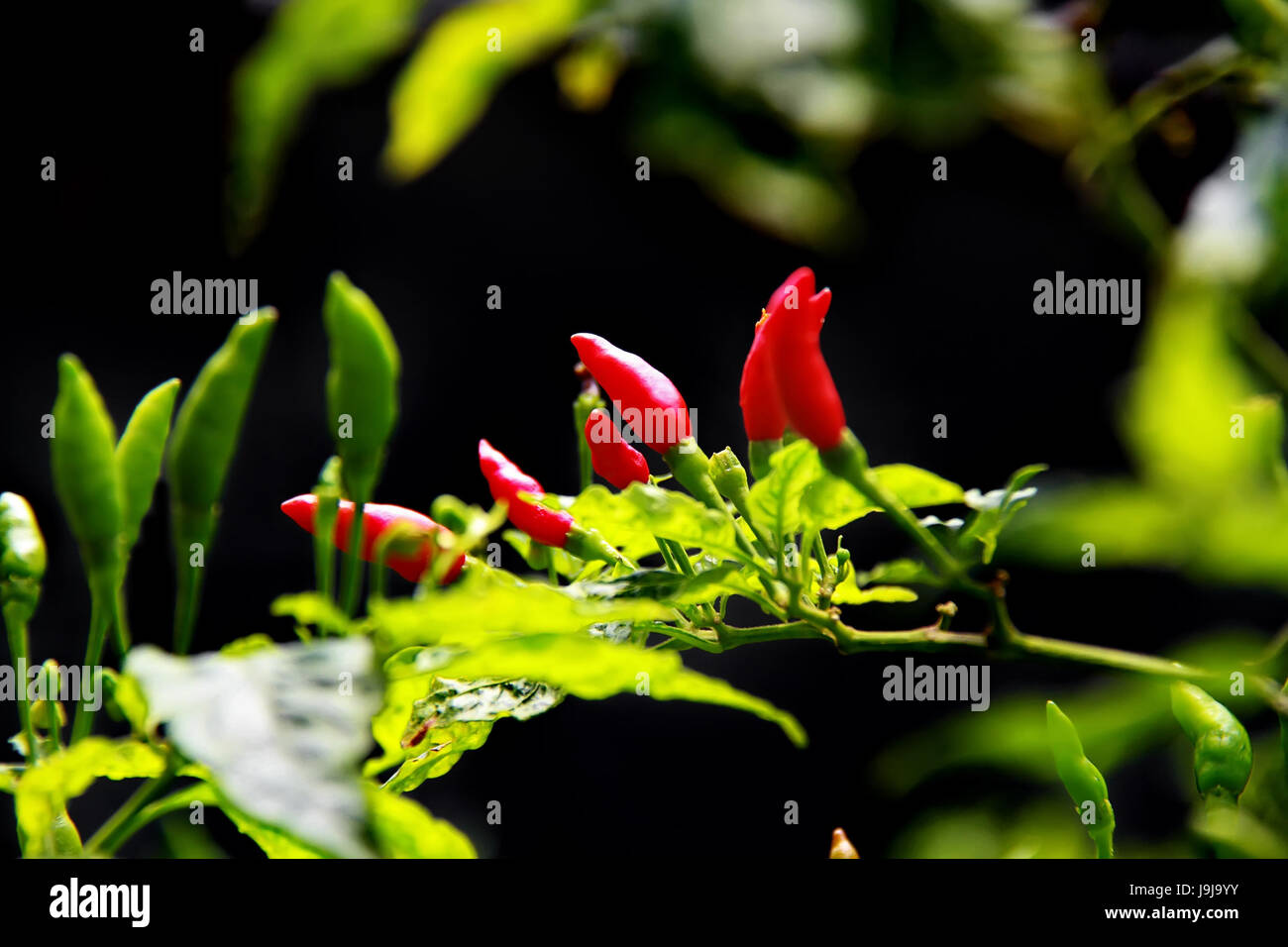 Close-up de piments rouges et vertes sur l'arbre avec des feuilles dans ...