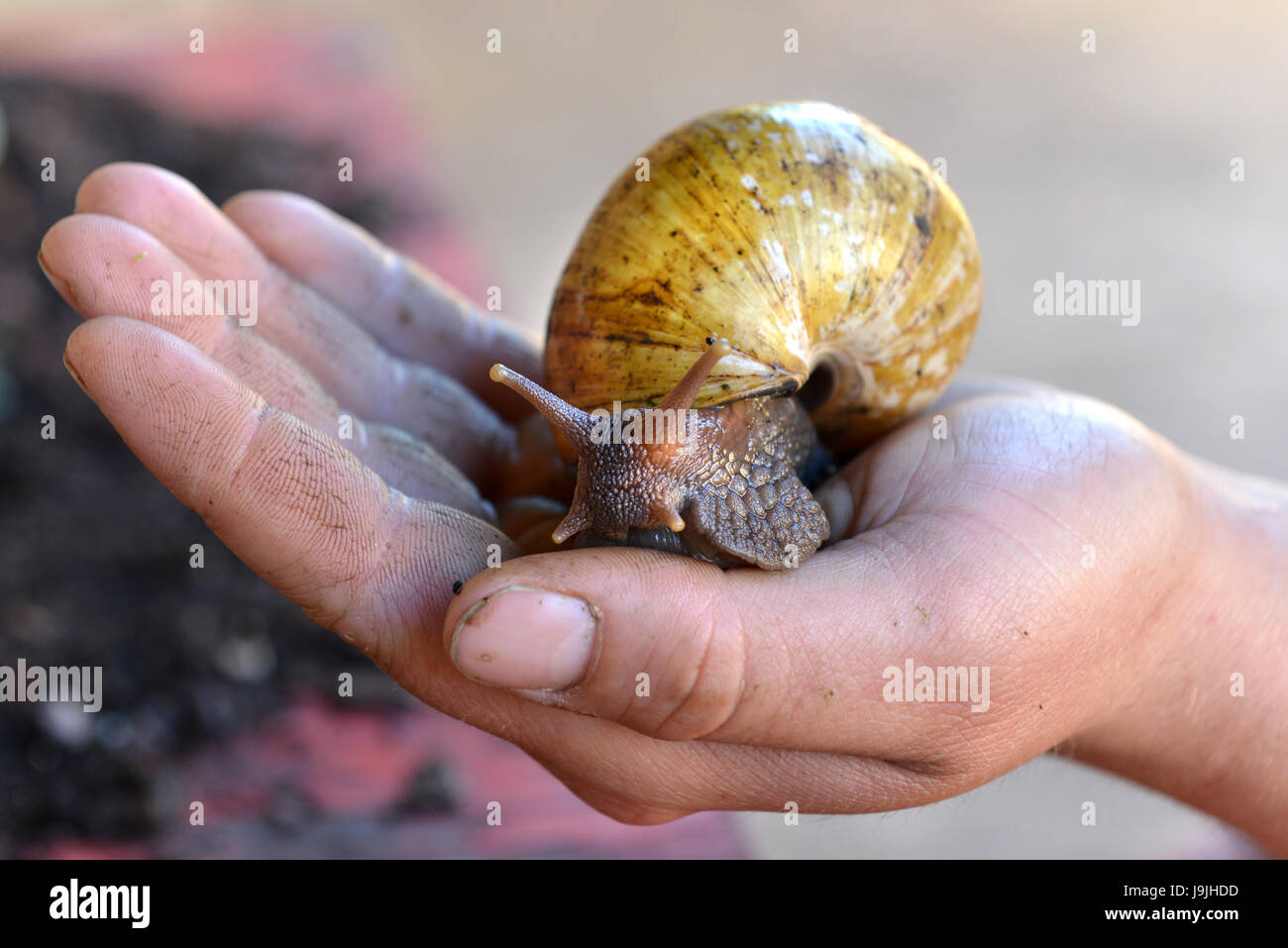 L'escargot africain géant Photo Stock - Alamy