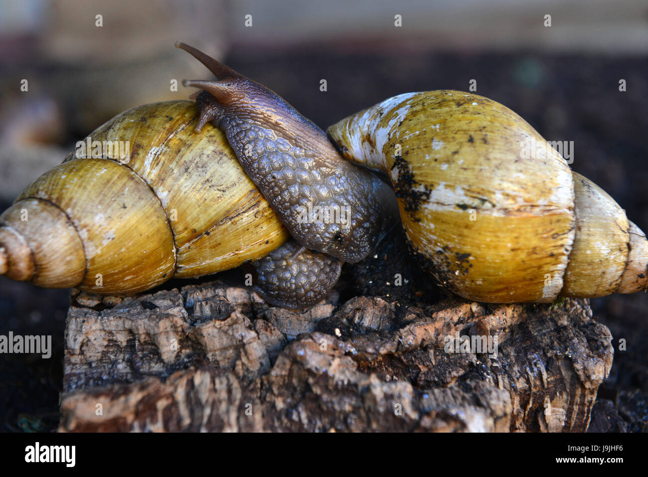 Escargots géants africains Banque de photographies et d’images à haute ...
