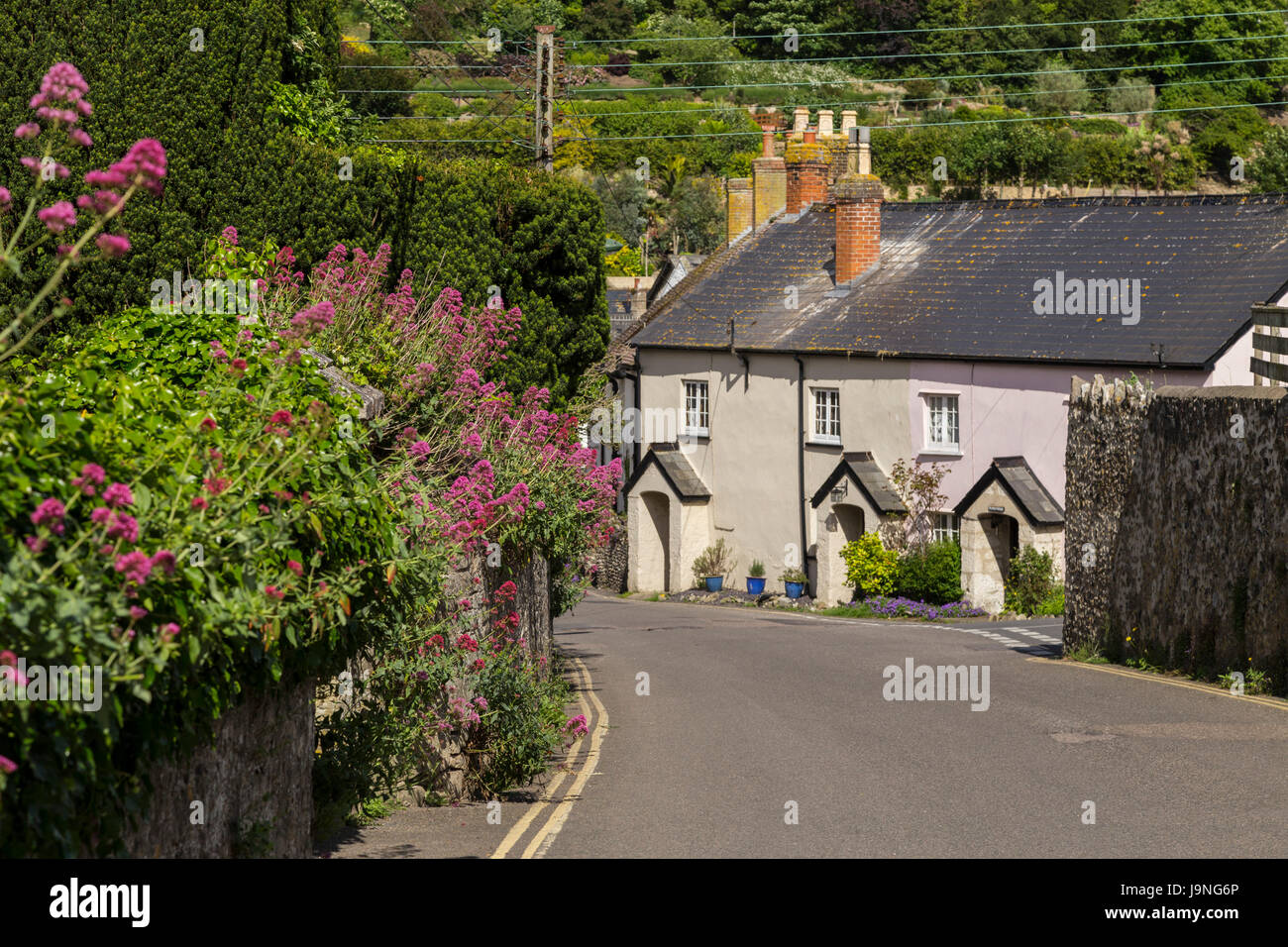 Jolis cottages dans Clapp's Lane, Beer, Devon, avec valériane ...