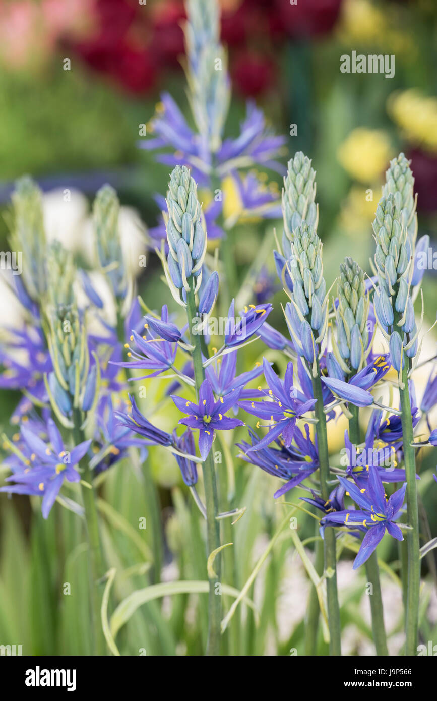 Camassia Fleuri Banque d'image et photos - Alamy