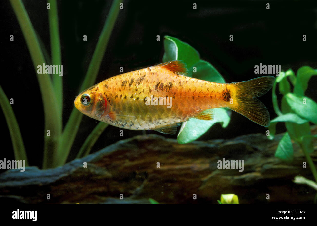 Poisson d’eau douce avec barbillons Banque de photographies et d’images ...