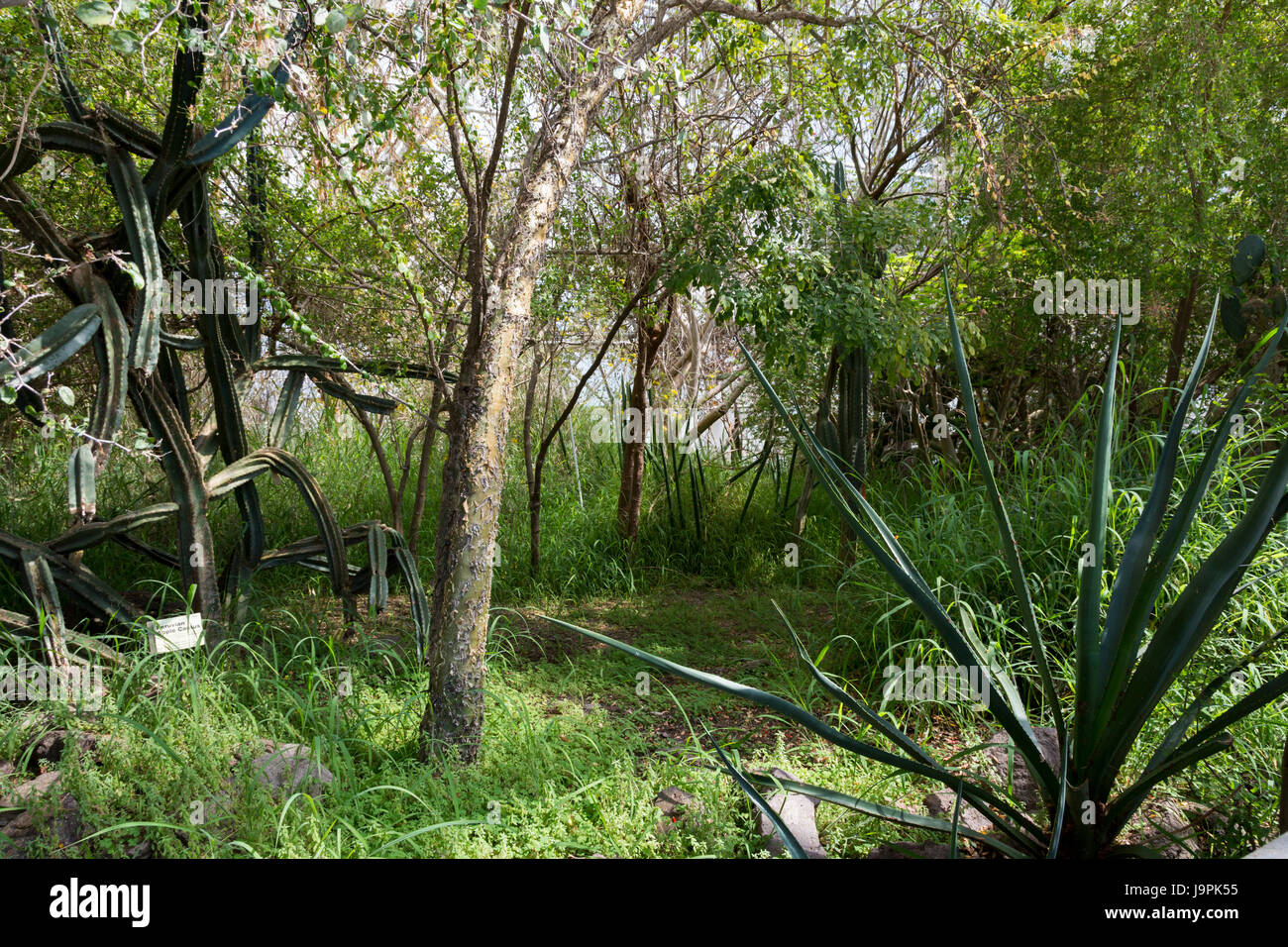 Oracle, Arizona - Biosphère 2. Les gens vivaient dans la biosphère ...