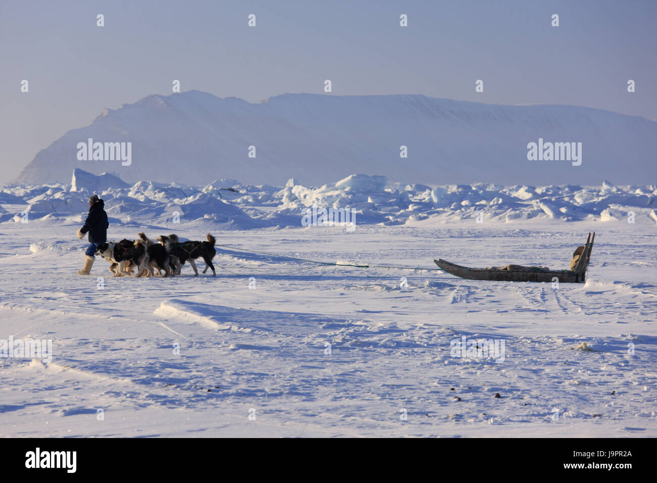 Chiens inuits Banque de photographies et d’images à haute résolution ...