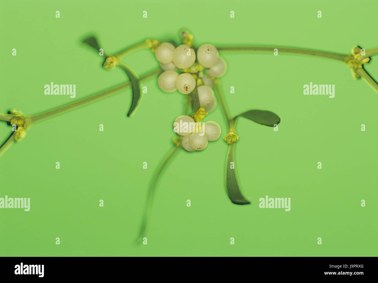 Le Gui Viscum album,blanc,branche de gui,plantes,plantes médicinales ...