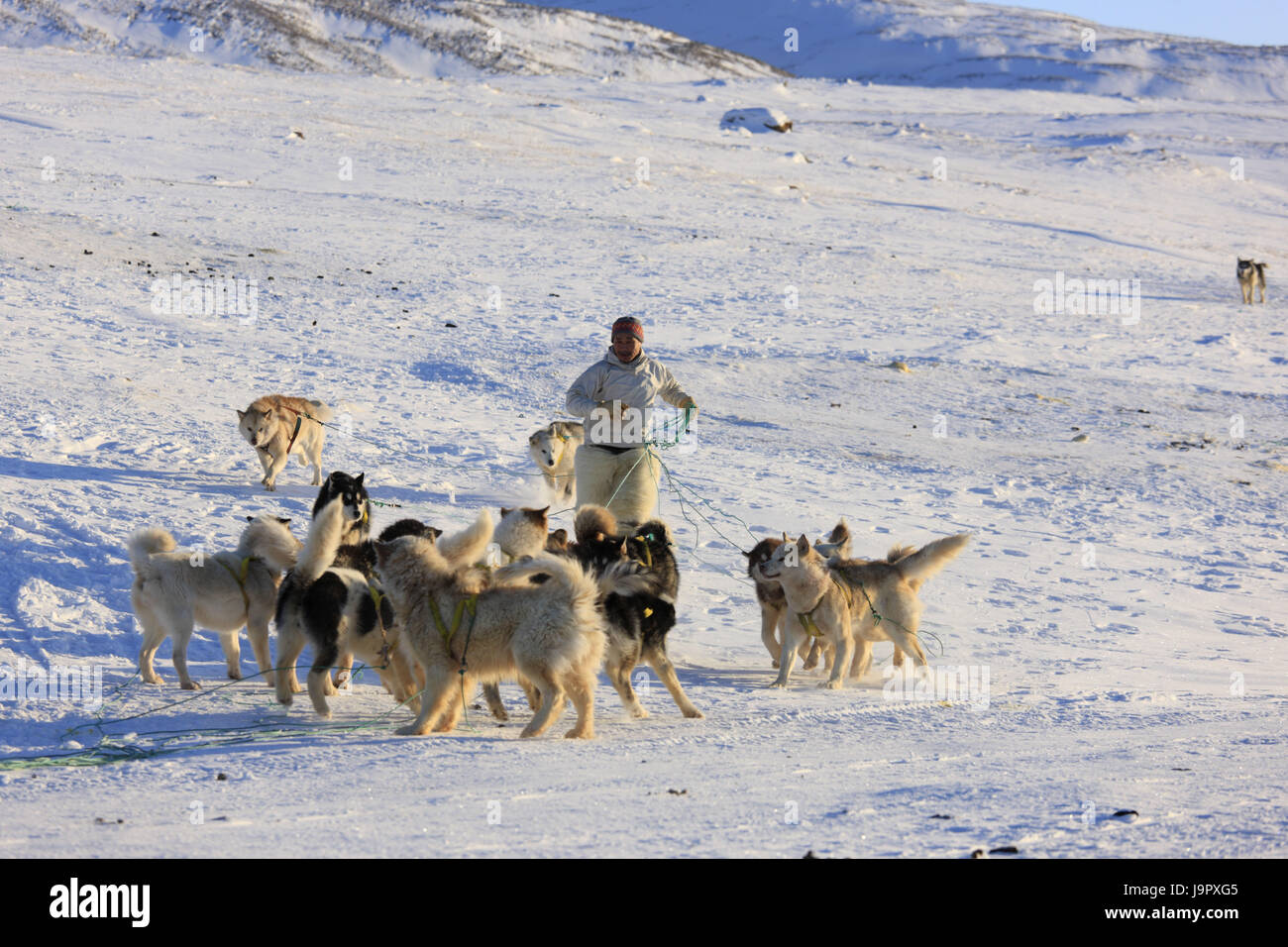 Chiens inuits Banque de photographies et d’images à haute résolution ...